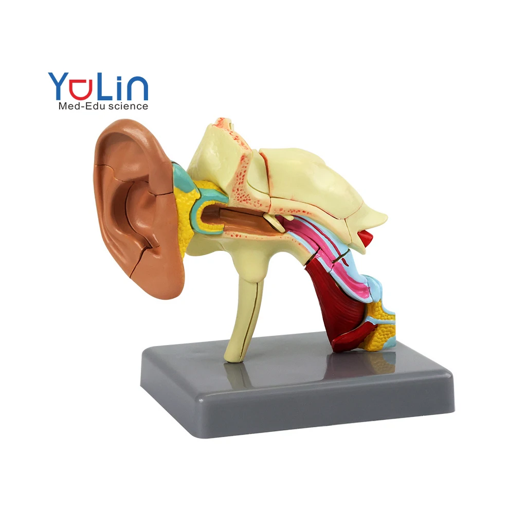 Medical Science Human Anatomical Model Splicing Teaching Tools Ear ...