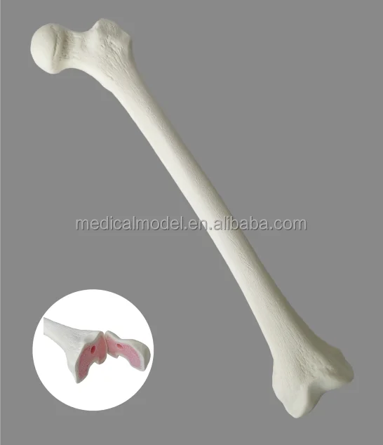 Medical Surgery Practice Human Femur Bone Model - Rongzhiyou