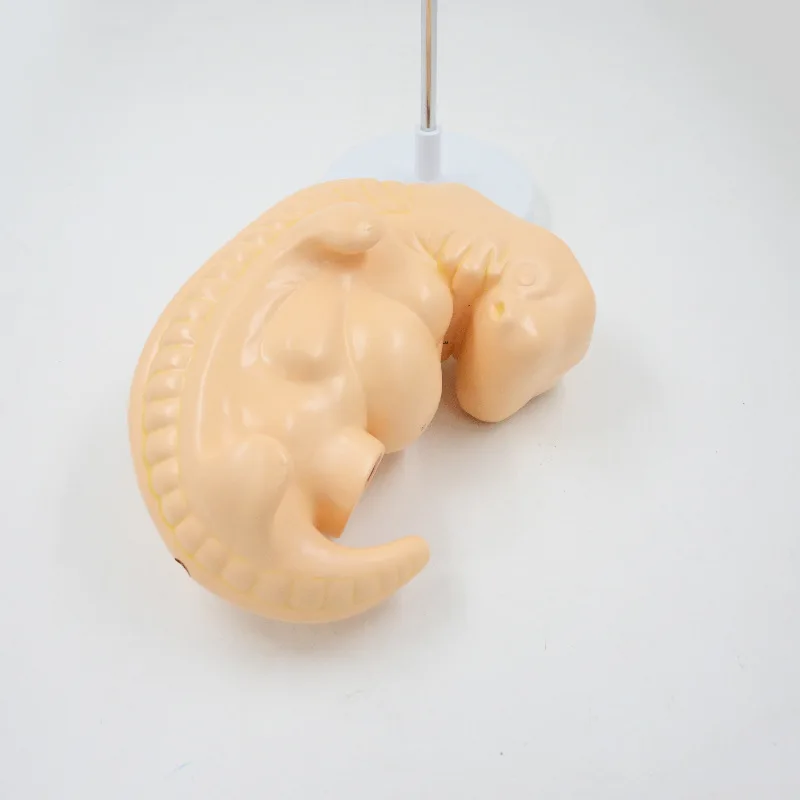 Fetal Model Anatomical Human Body Four Weeks Pregnant Embryonic Tissue ...