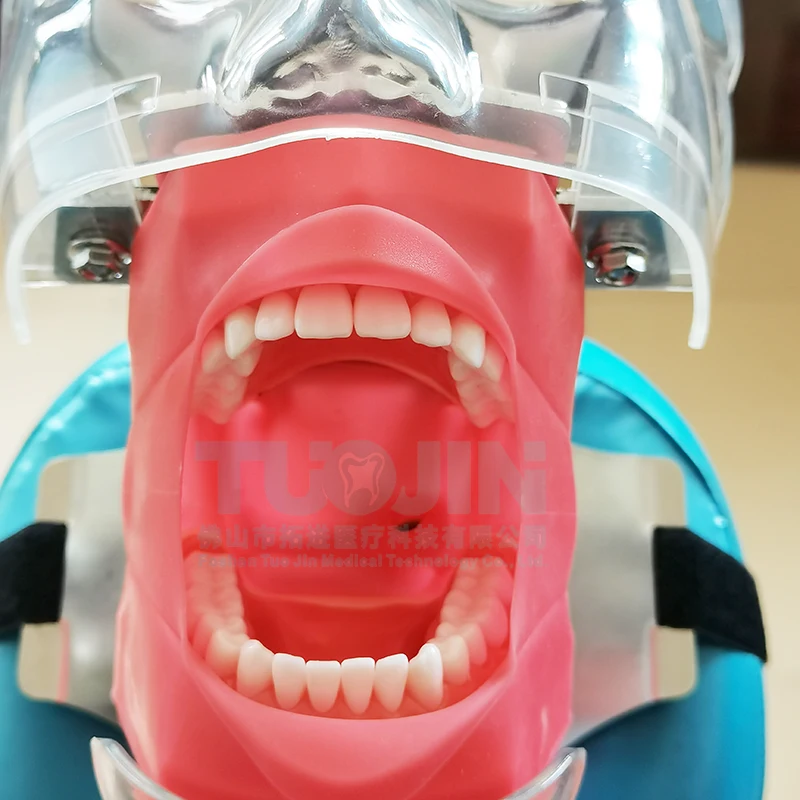 Simple Head Model Dental Simulator Phantom for Teaching, Ideal for ...