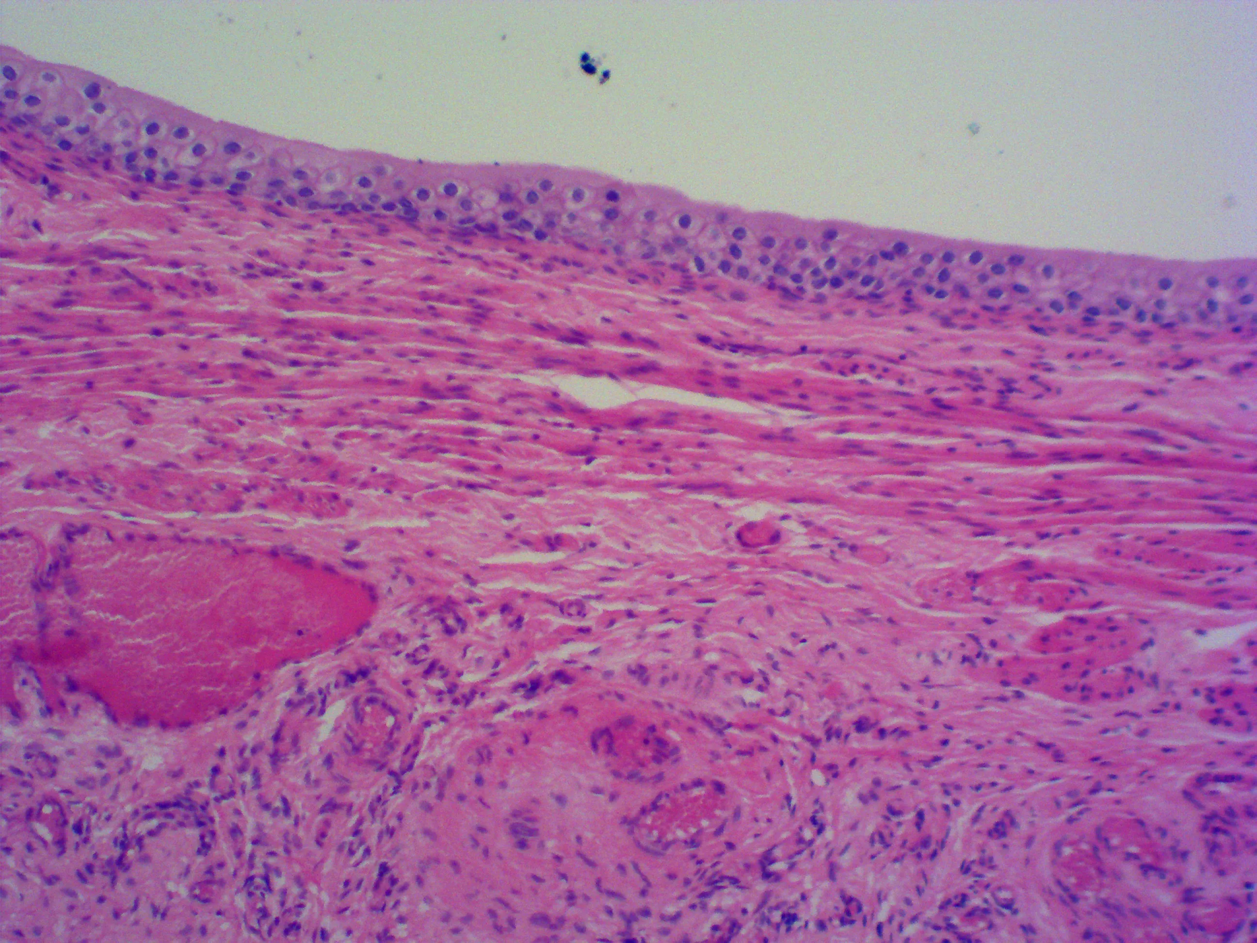 Medical Science College Of Human Histology Slide Microscope Equipment ...