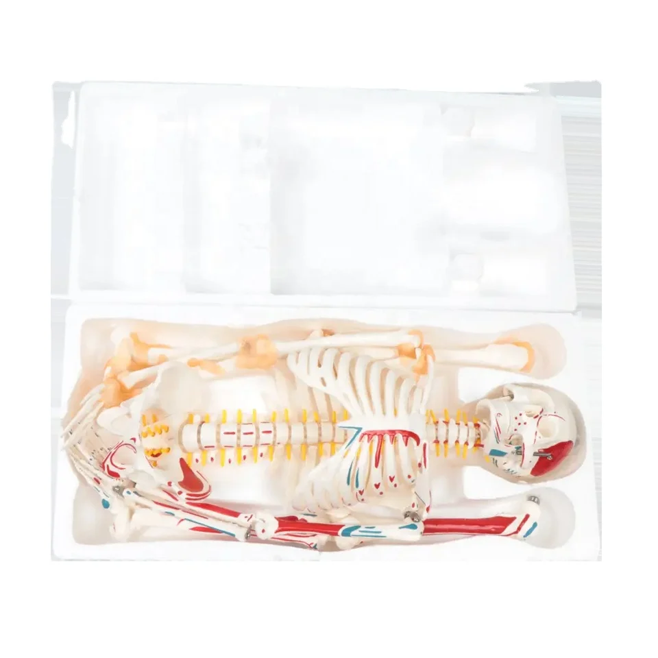 Medical Teaching Human Skeleton Model For Sale High Quality Plastic ...