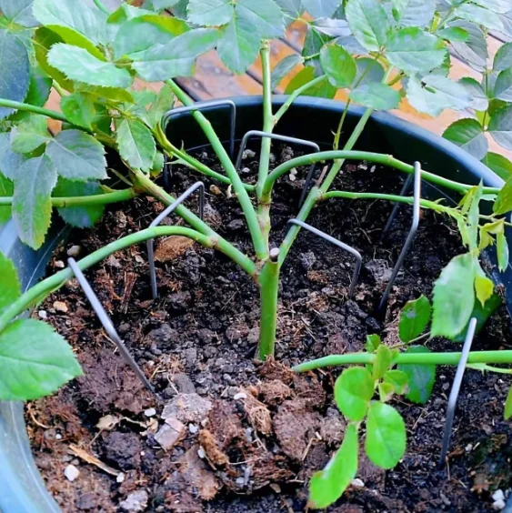 U Shape Ground Cover Nail - Secure Weed Mats Efficiently