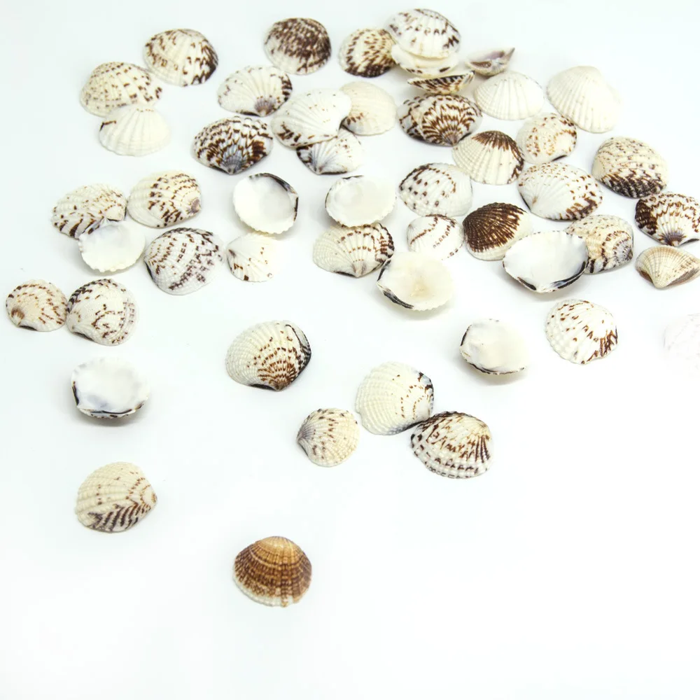 Natural Seashell Small Scallop Shells for Home Decoration| Alibaba.com