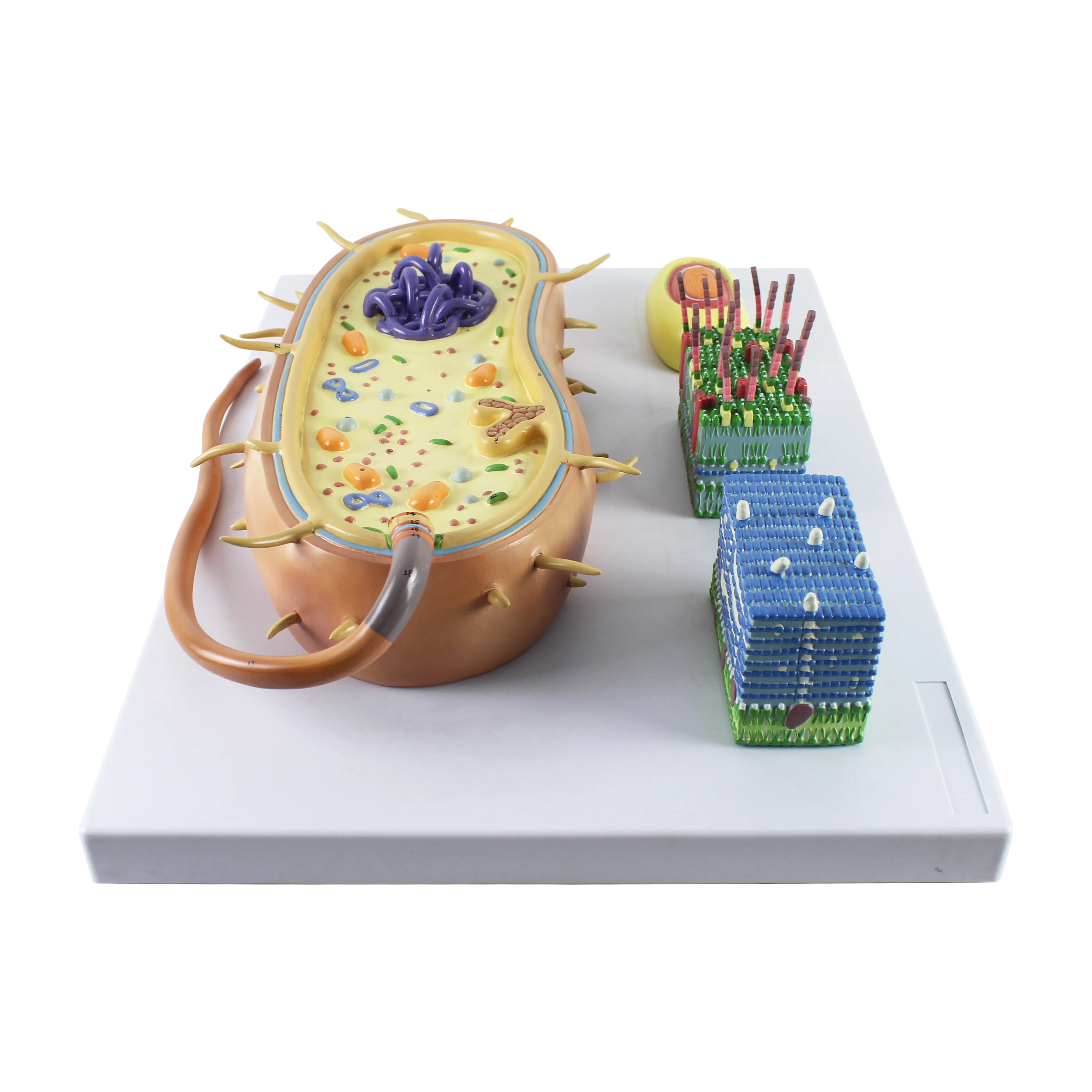 Bological Classical Structure of Bacteria Enlarge Bacteria Model for ...