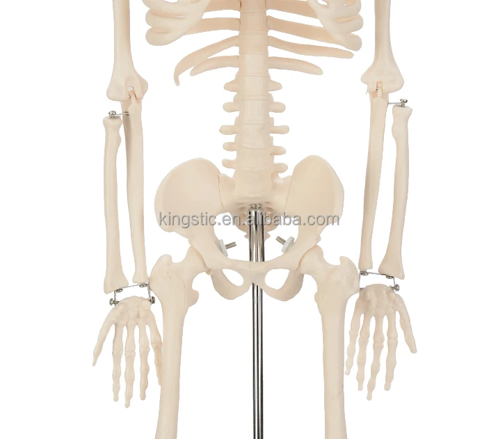 Cbm-001c 85cm Human Skeleton Model,Artificial Education Anatomical ...