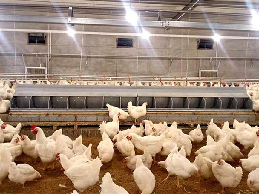 Automatic Layer Nest System for Efficient Egg Collection