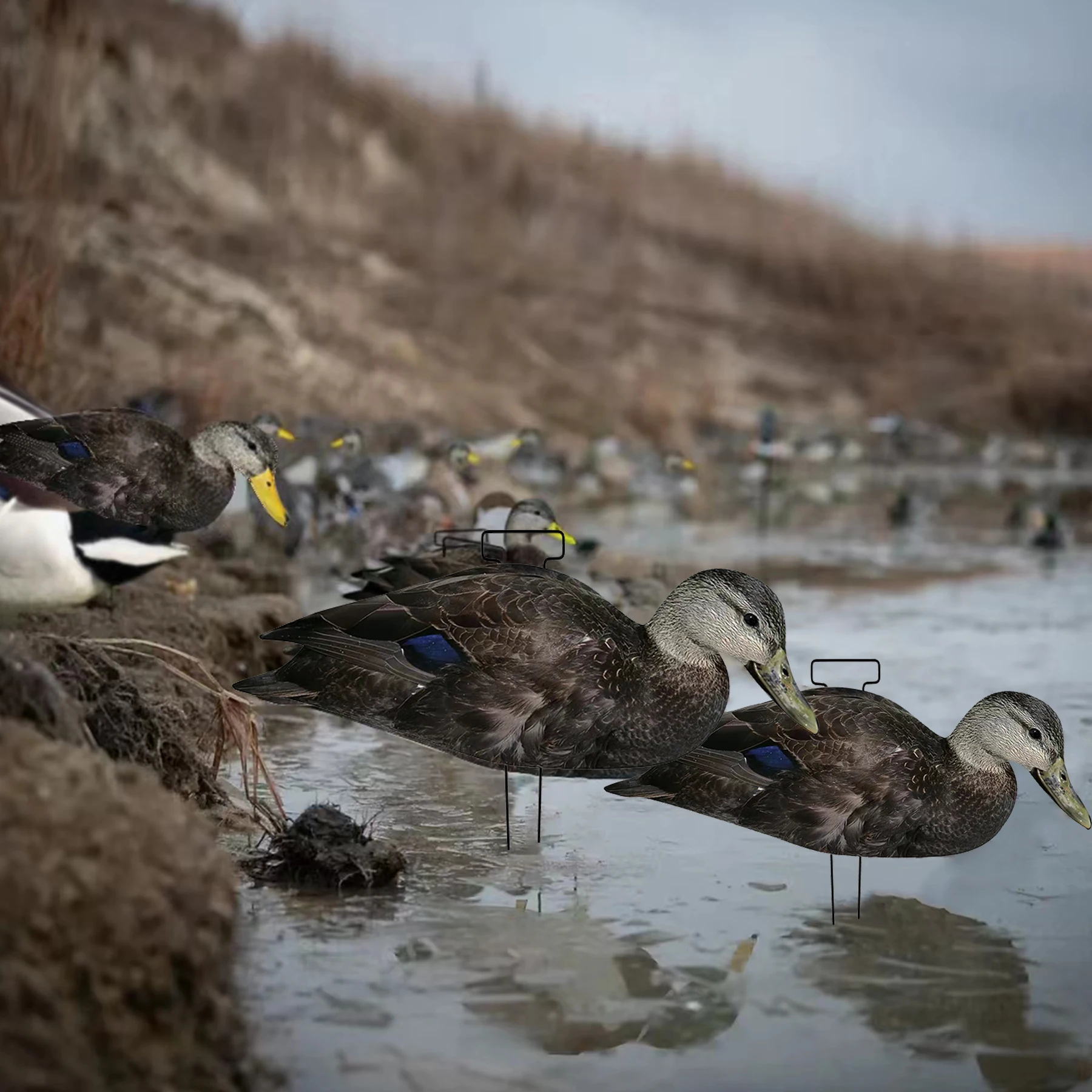 Customized Lifelike Waterproof Plastic Duck Decoys