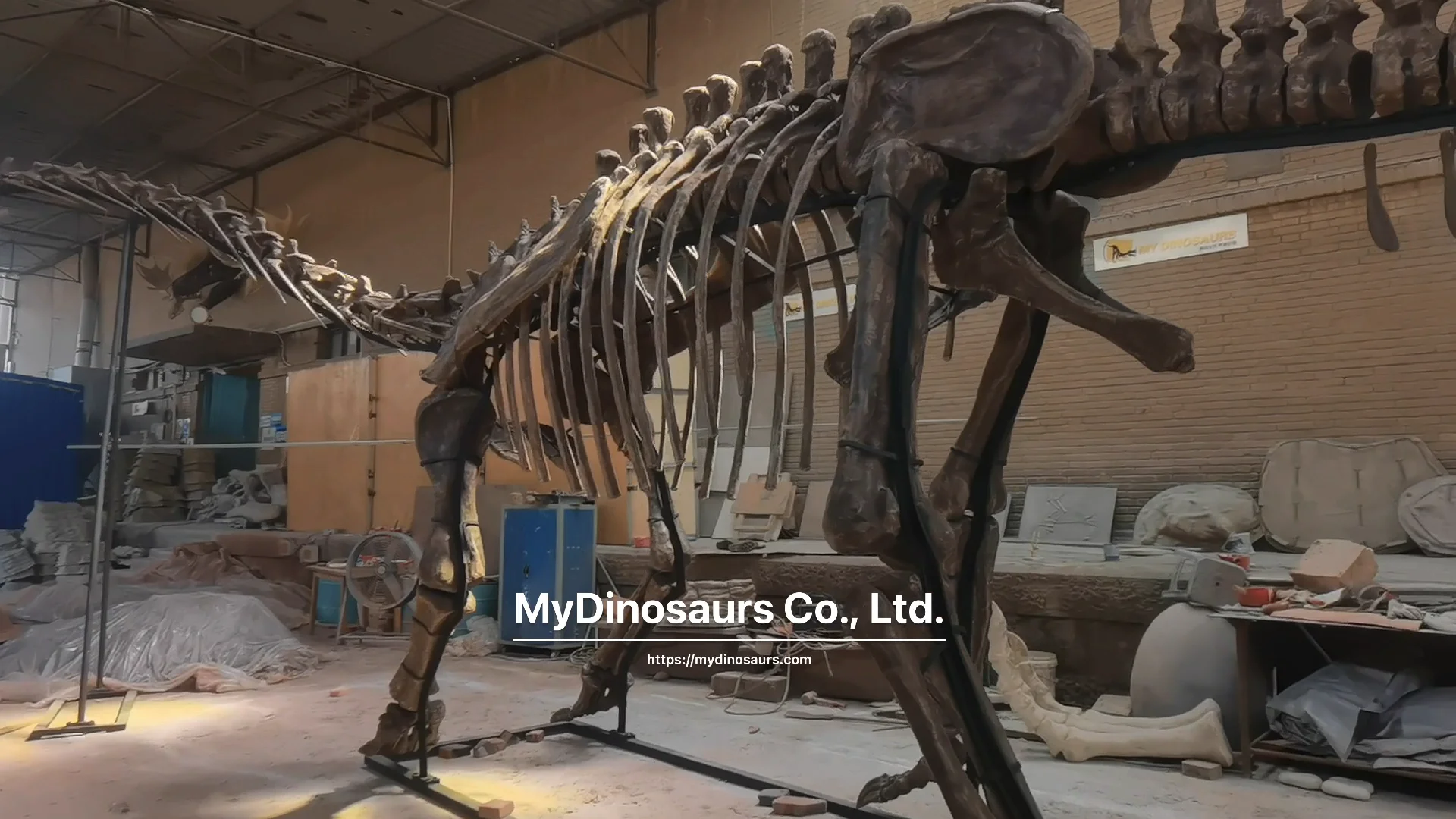 Long Neck Dinosaur Fossil Camarasaurus Skeleton Museum Quality - Buy ...