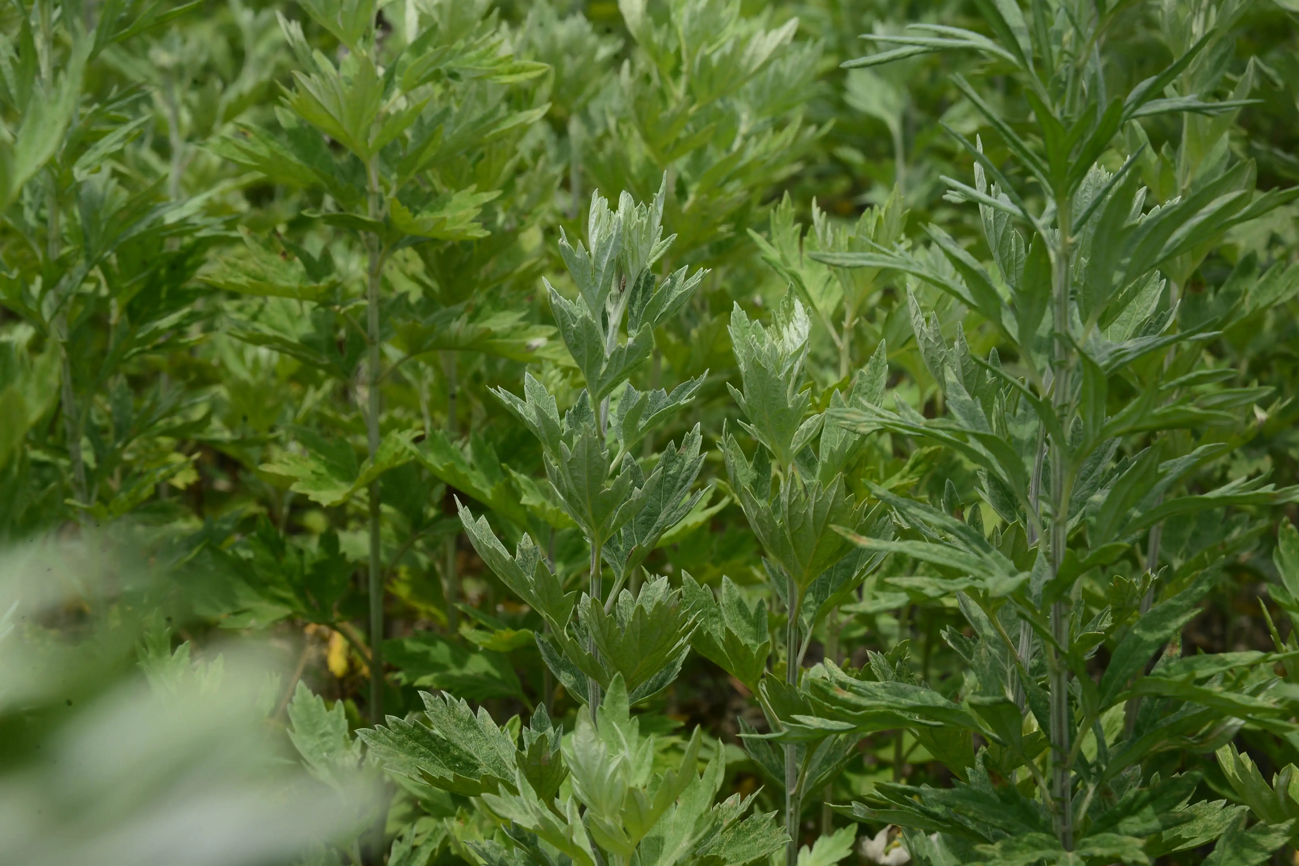 Moxa Moxibustion Warm Moxibustion Ginger Joint Shoulder and Neck Patch ...