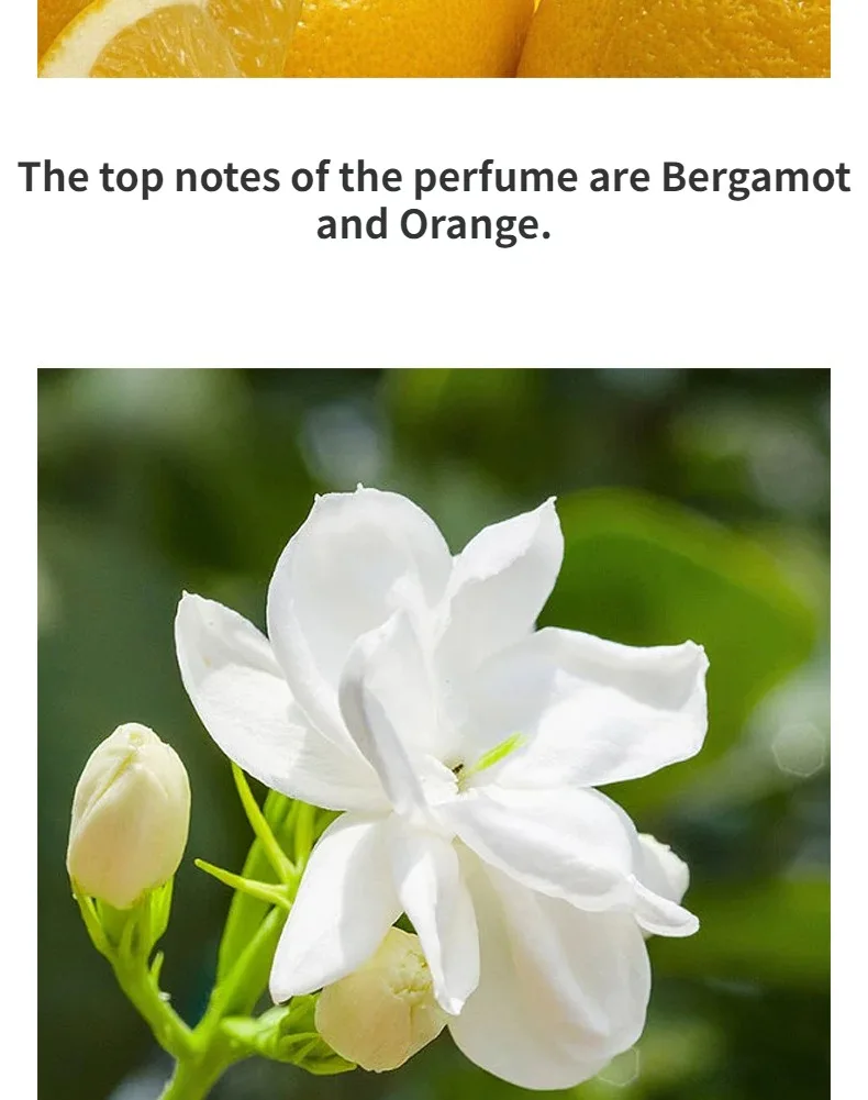 Wilderness Men's Perfume - Woody Scented Unisex Fragrance