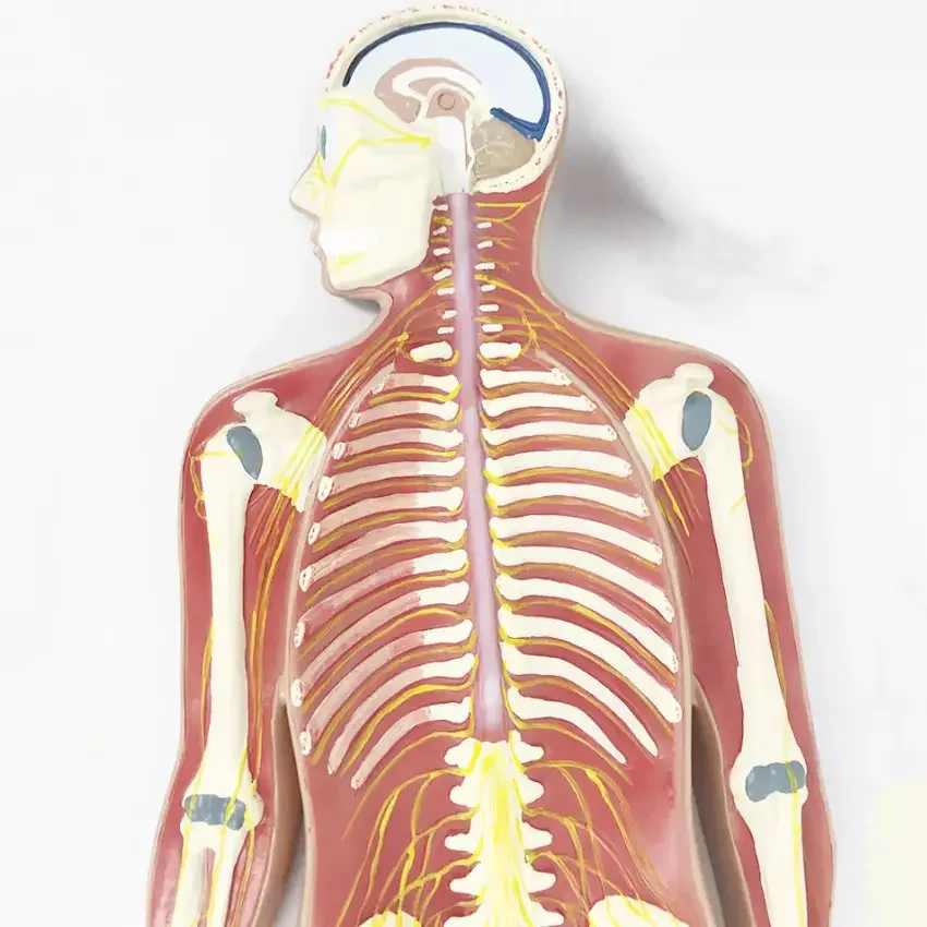 Human Nervous System Anatomical Model Nervous For Medical Teaching ...