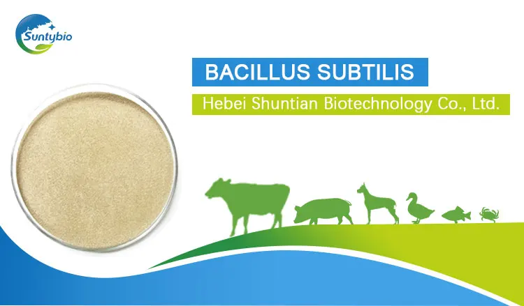 China Probiotics Factory Bacillus Subtilis 20billion Cfu/g For Chicken ...