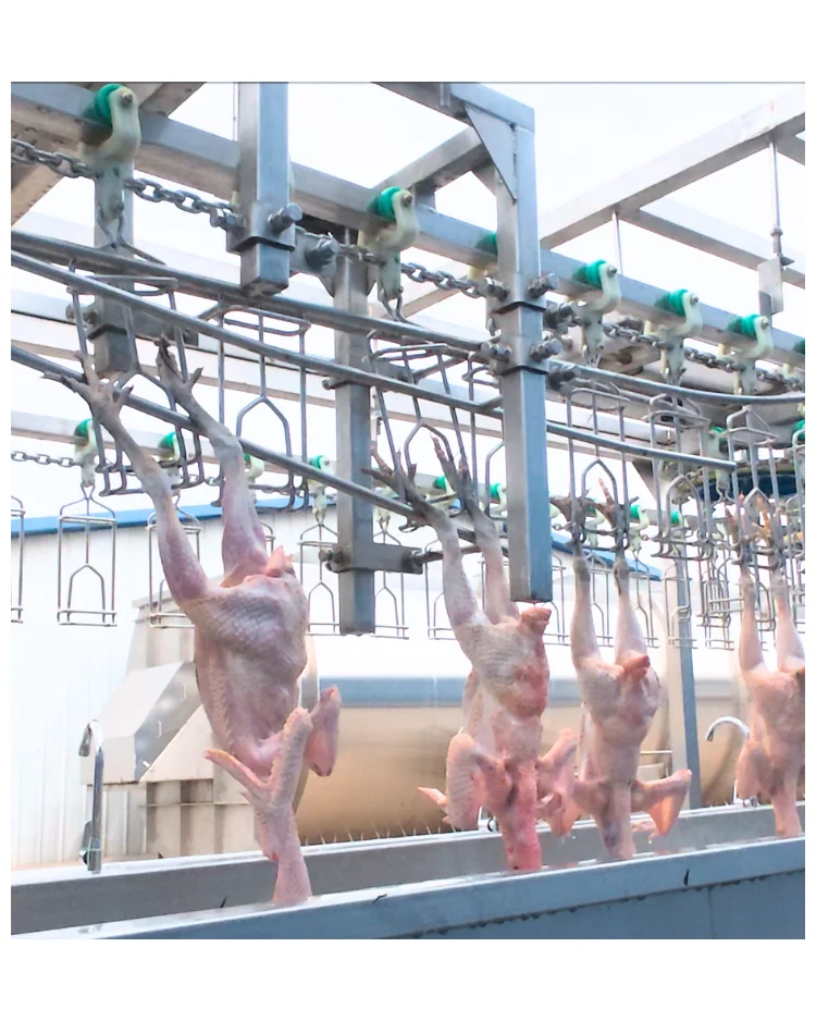 Auto Halal Poultry Slaughter Machine - 500-3000 Birds/hour