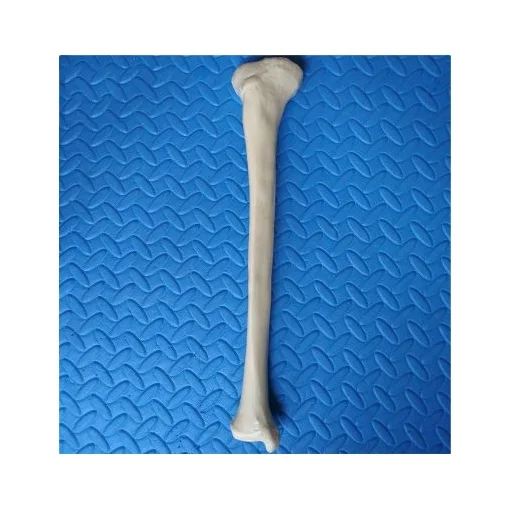 Radius Model Human Bone Model Medical Skeleton Model - Buy Bone Model ...