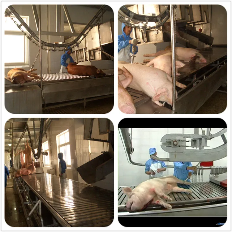 Automatic Pig Bleeding Flat Conveyor for Pork Blood Collecting