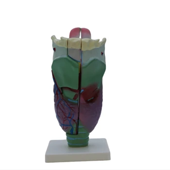 Teaching And Training Human Anatomy Of The Pvc Virtual Magnified Larynx ...