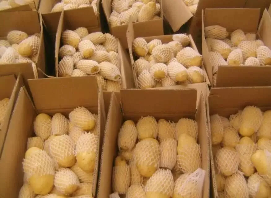 Fresh Potato Export Overseas To Produce Potato Chips - Buy Fresh Potato ...