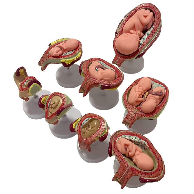 Anatomical Fetal Development Process Model Human Pregnancy Development ...