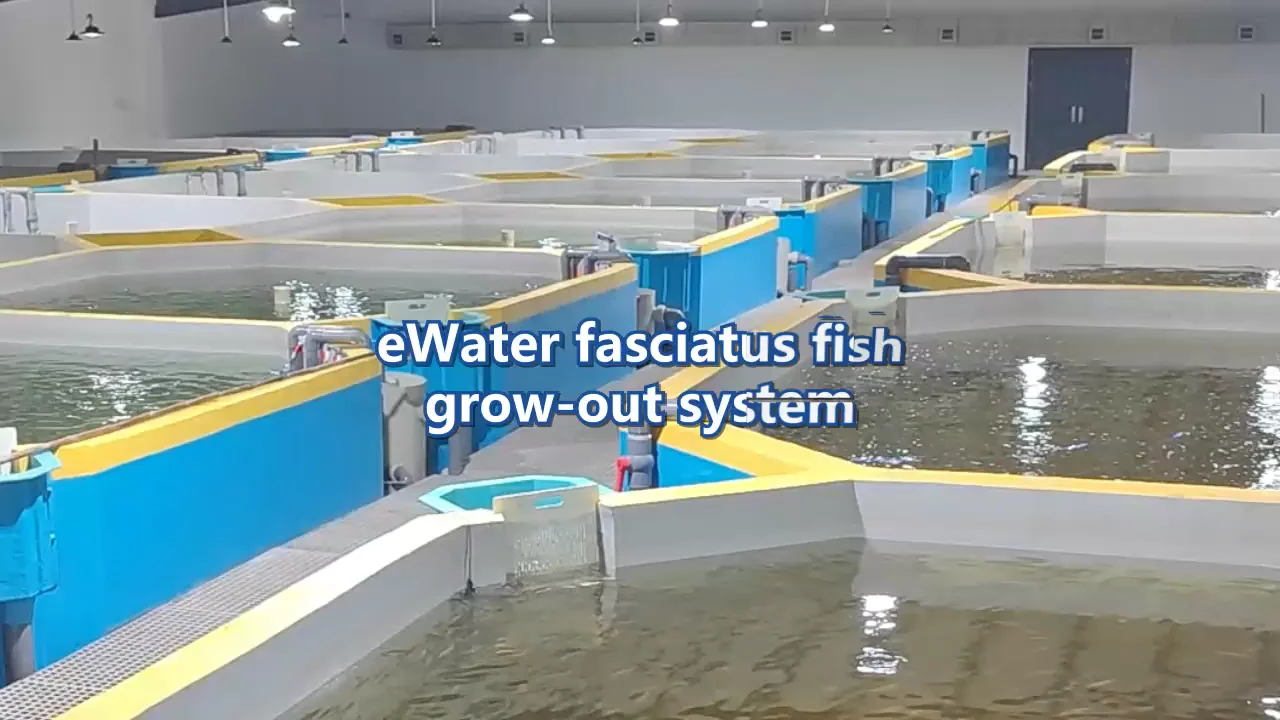 Ras Recirculation Aquaculture System Equipment Of Indoor Intensive Fish ...
