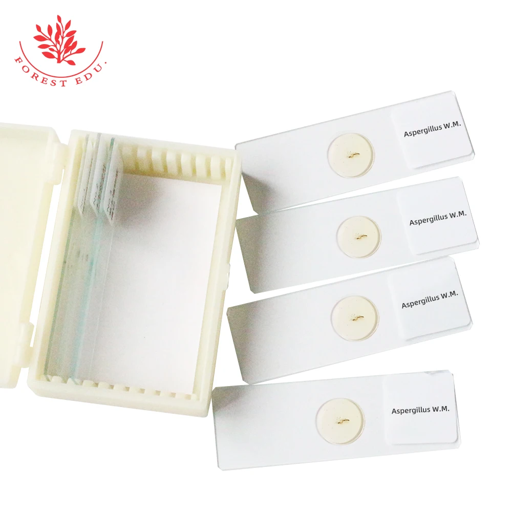 Forest Microscopic Microbiological Specimen Sectioning Aspergillus ...