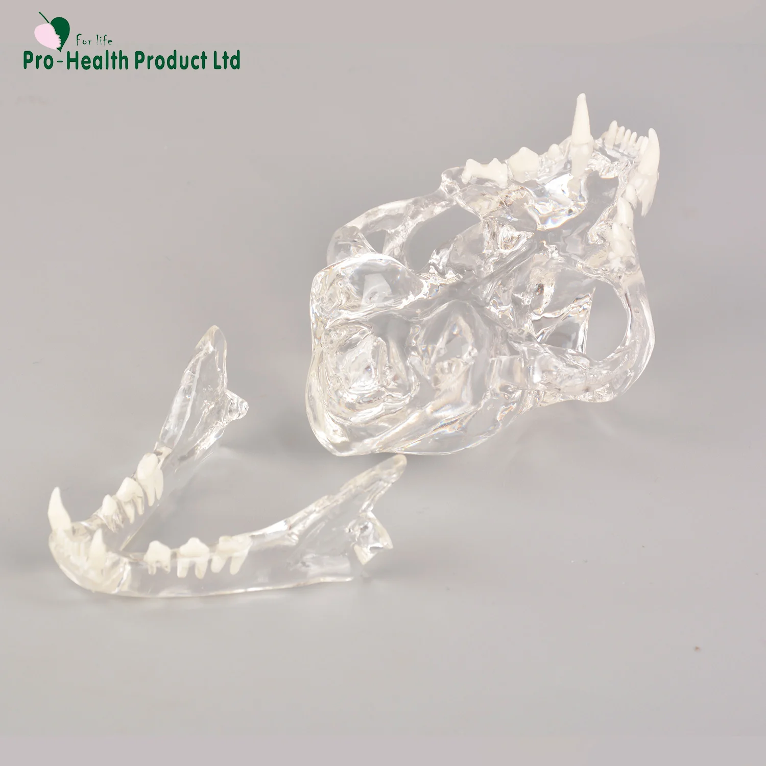 Resin Anatomical Model for Feline Skull Dentoform Model with Radiopaque ...