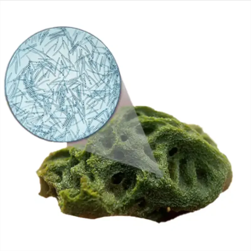 G Bio Spicule Sponge Microneedle Peel Acne Treatment Non-invasive Algae ...