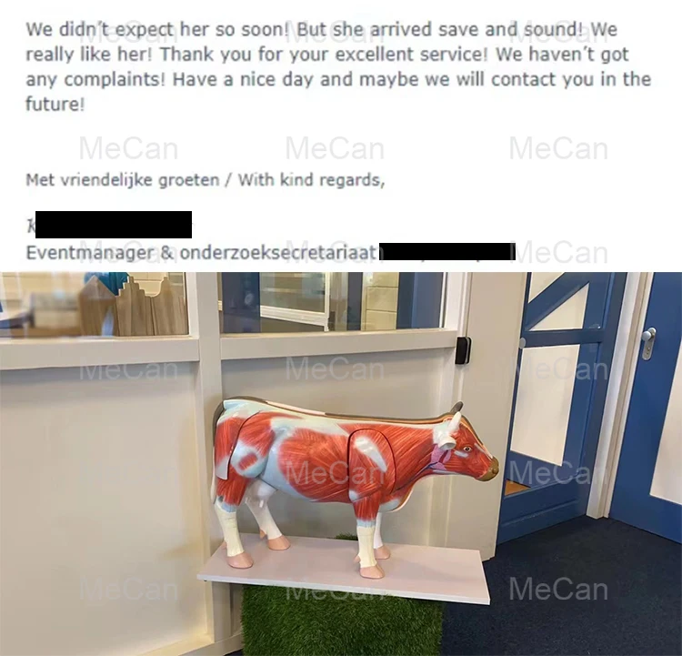 Medical Teaching Bovine Anatomical Dissection Model for Vet Education ...