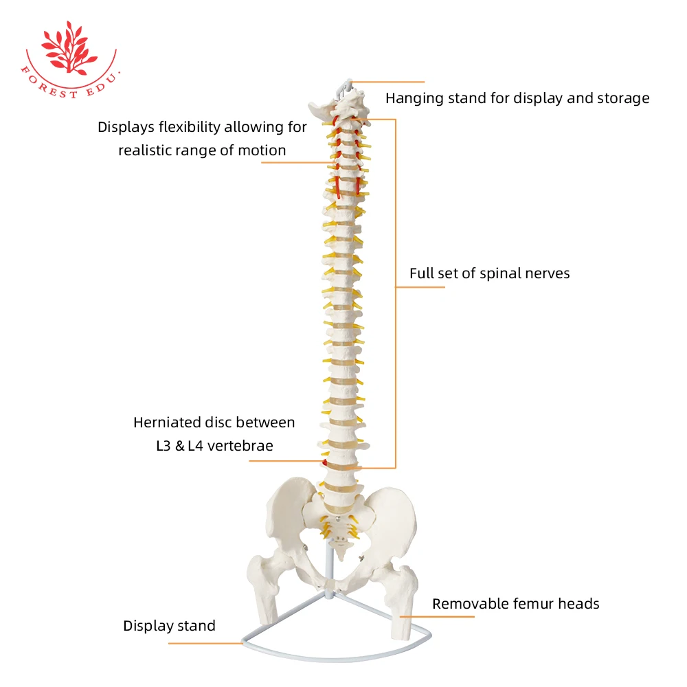 Human Vertebrae Column Spine Model FRT014 Life Size Anatomical Include ...