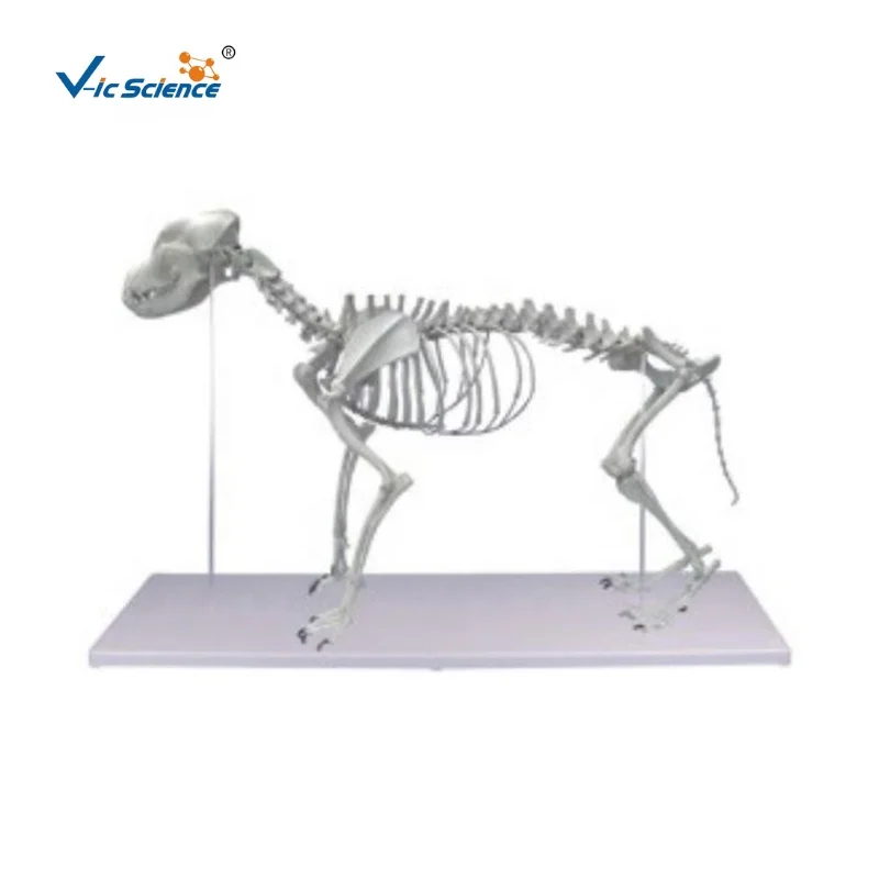 Bigger Dog Skeleton Model Torso Animal Skeletons Skeleton Torso Model ...