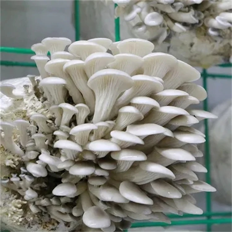 Shiitake Mushroom Spawn Log Liquid Inoculation Machine Mushroom ...