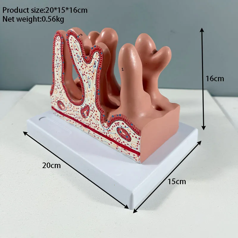 Human Skeletal Anatomy Model - Large Intestine Villus