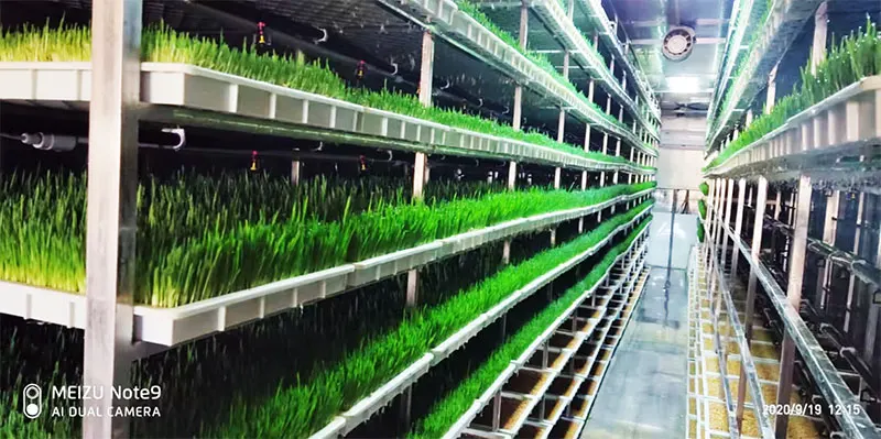 Greenhouse Full Set Hydroponic Seeds Growing Microgreen Rack Microgreen ...