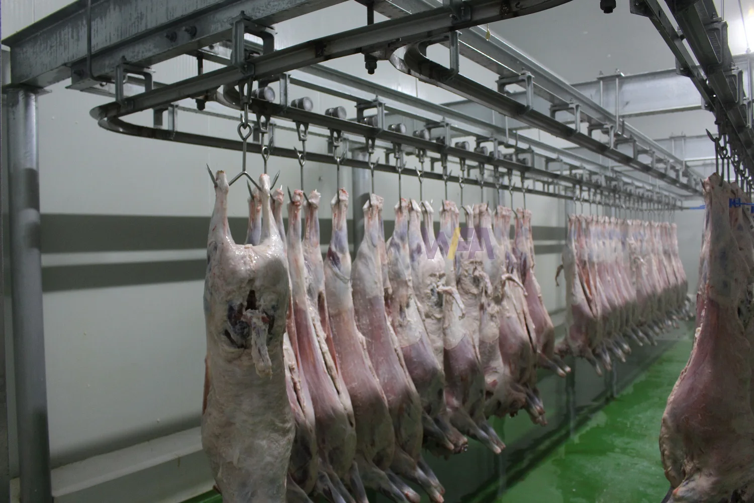 Mini Goat Abattoir Equipment Automatic Complete Slaughterhouse Line Of ...