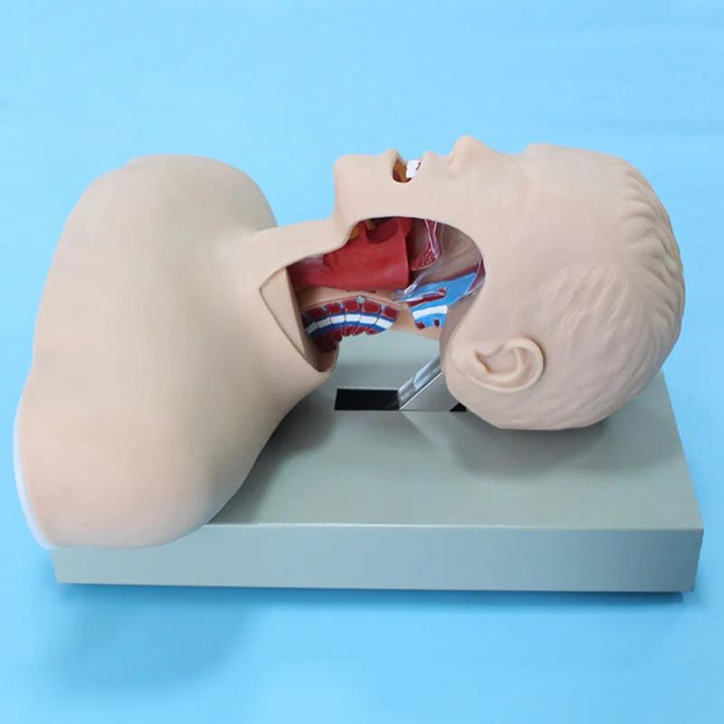 Medical Education Advanced Airway Training Model Hand Painting Medical ...