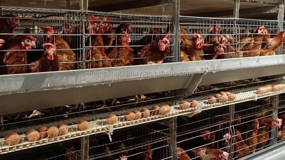 H Type Automatic Layer Cage System Animal Husbandry Equipment Poultry ...