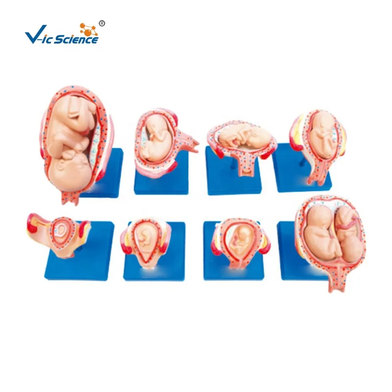 Model Of Pregnancy Embryo Development Embryo Baby Nursing Model Process ...