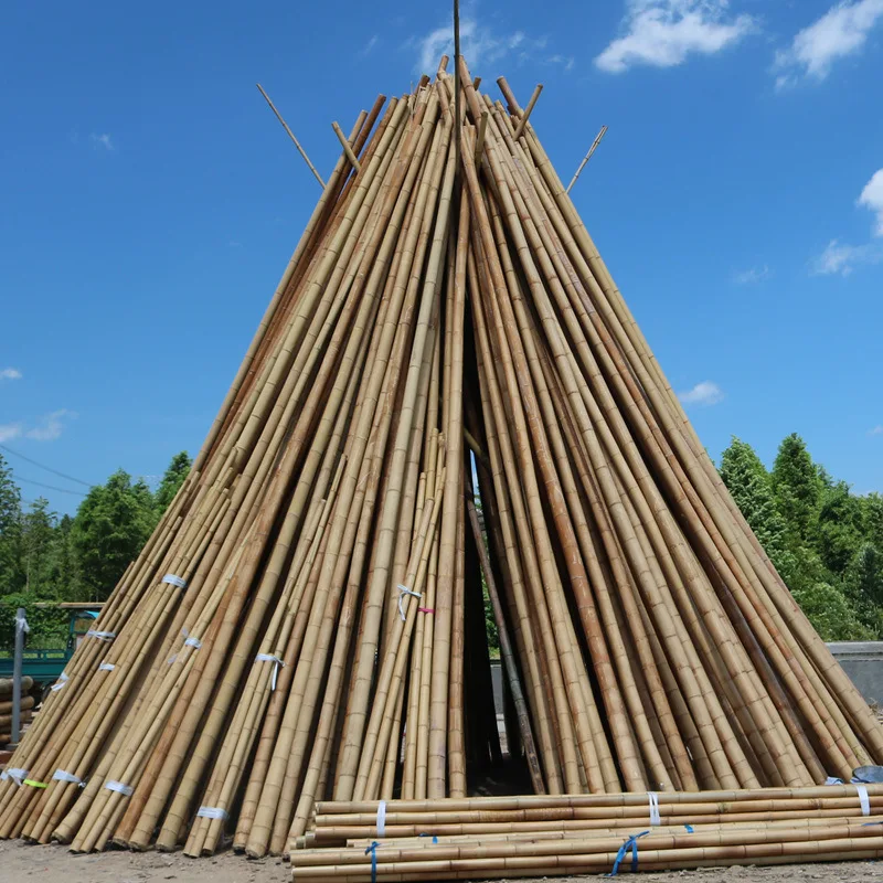 Beautiful Agriculture Engineered Holder Long Dried Bamboo Poles For ...