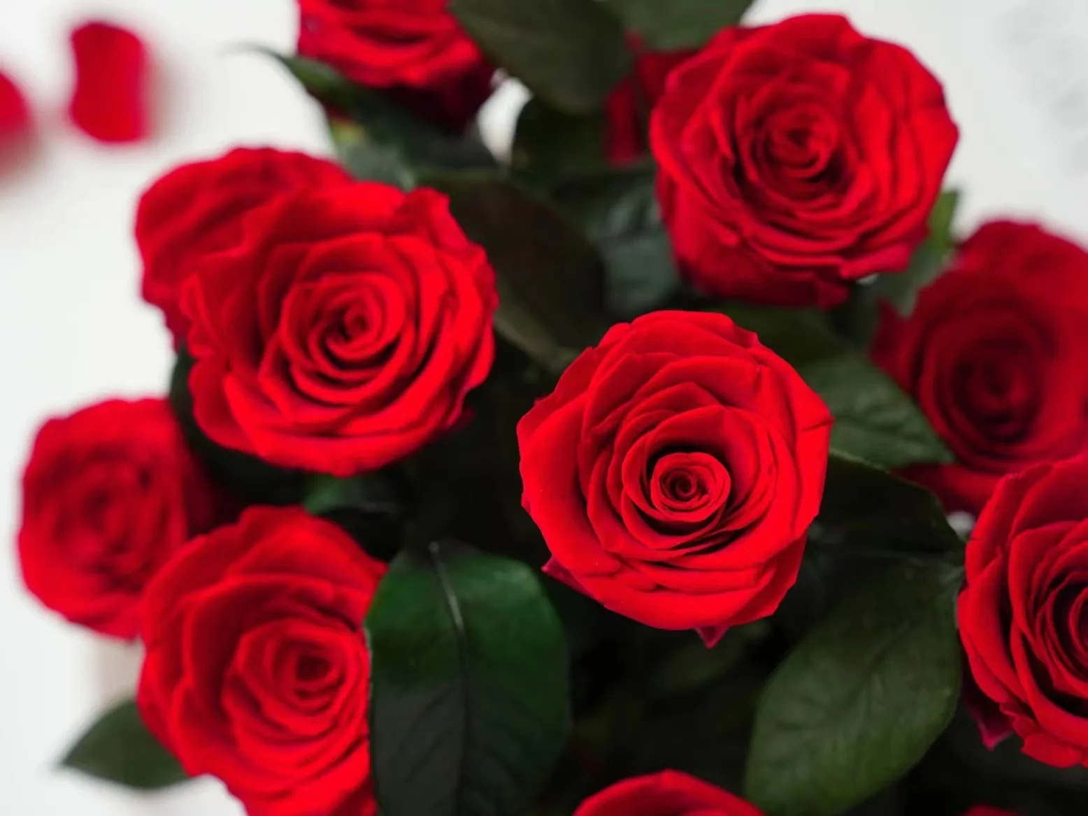 Mothers Gift Acrylic Real Natural Everlasting Immortal Flowers Dried ...