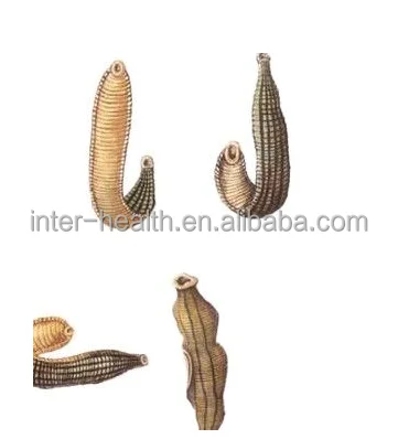 High Quality Natural Leech Extract Food Grade Hirudin Leech Extract ...