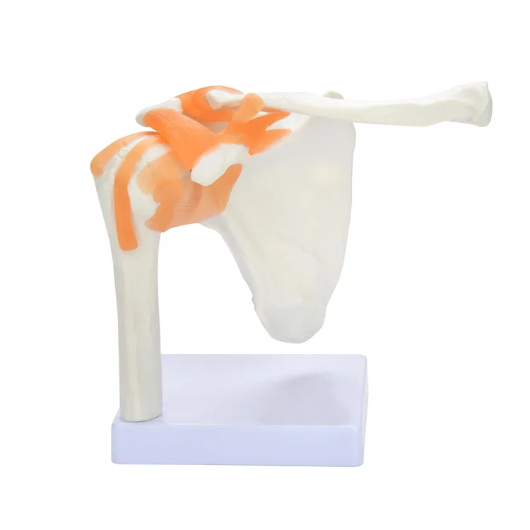 Skeleton Model Of Human Muscle Shoulder Joint Medical Science Teaching ...