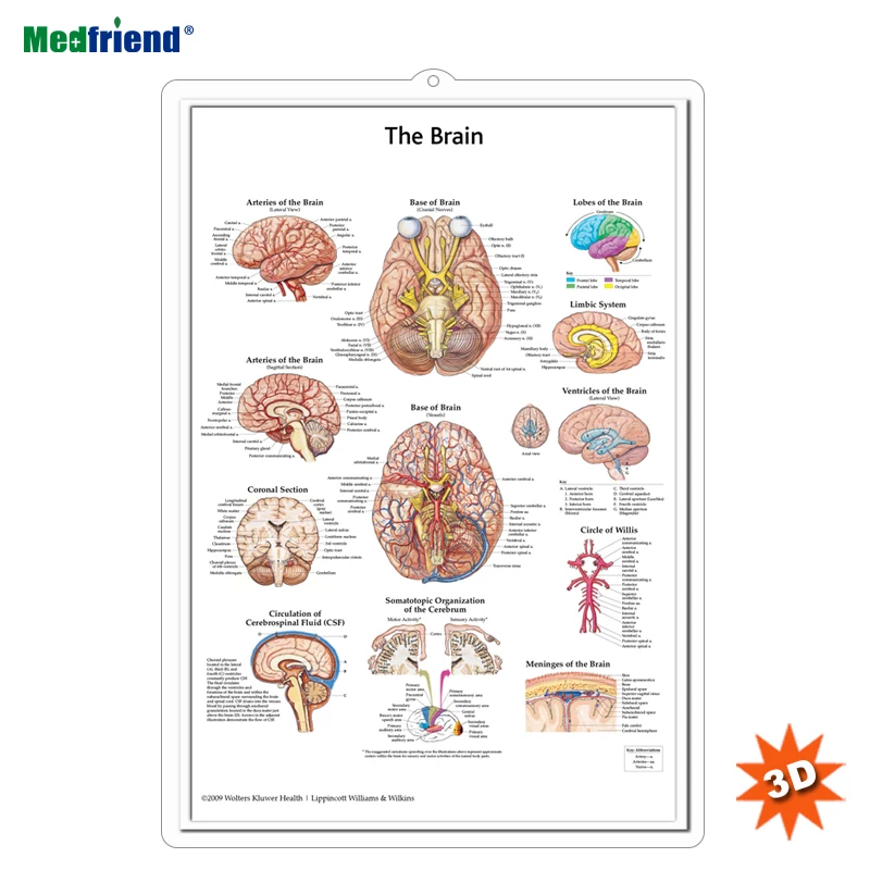 3D Medical Human Anatomical Wall Chart / Poster - Dermatomes| Alibaba.com