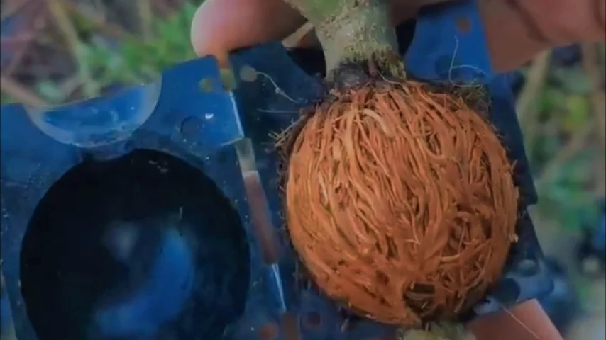 Reusable Black Round Plant Air Propagation Transplant Rooting Ball ...