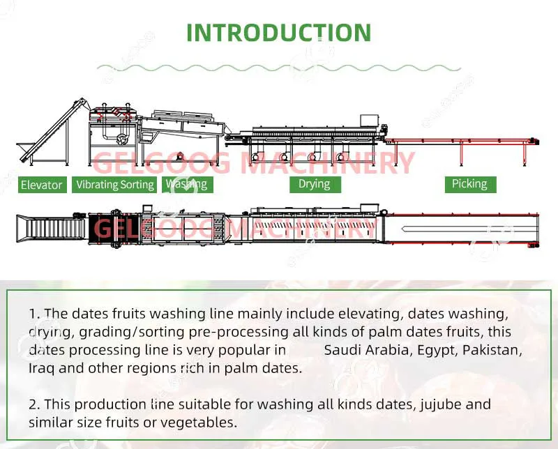 Date Palm Washing and Drying Pitting Production Line Packaging and ...