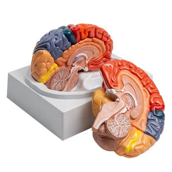 Human Brain Model Anatomy Medical School Teaching Tool Lab Display ...