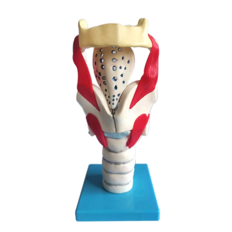 Human Functional Enlarged Anatomical Larynx Model For Medical Teaching ...