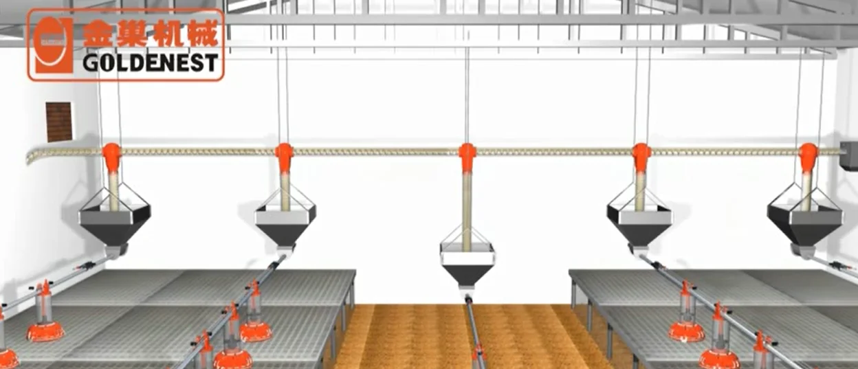 Complete Female Breeder Cock Roster Feeding Line System Poultry Farming ...