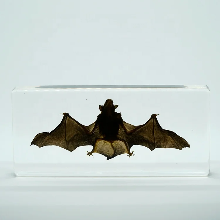 Transparent Bat Specimen - Perfect for Home Decor & Education