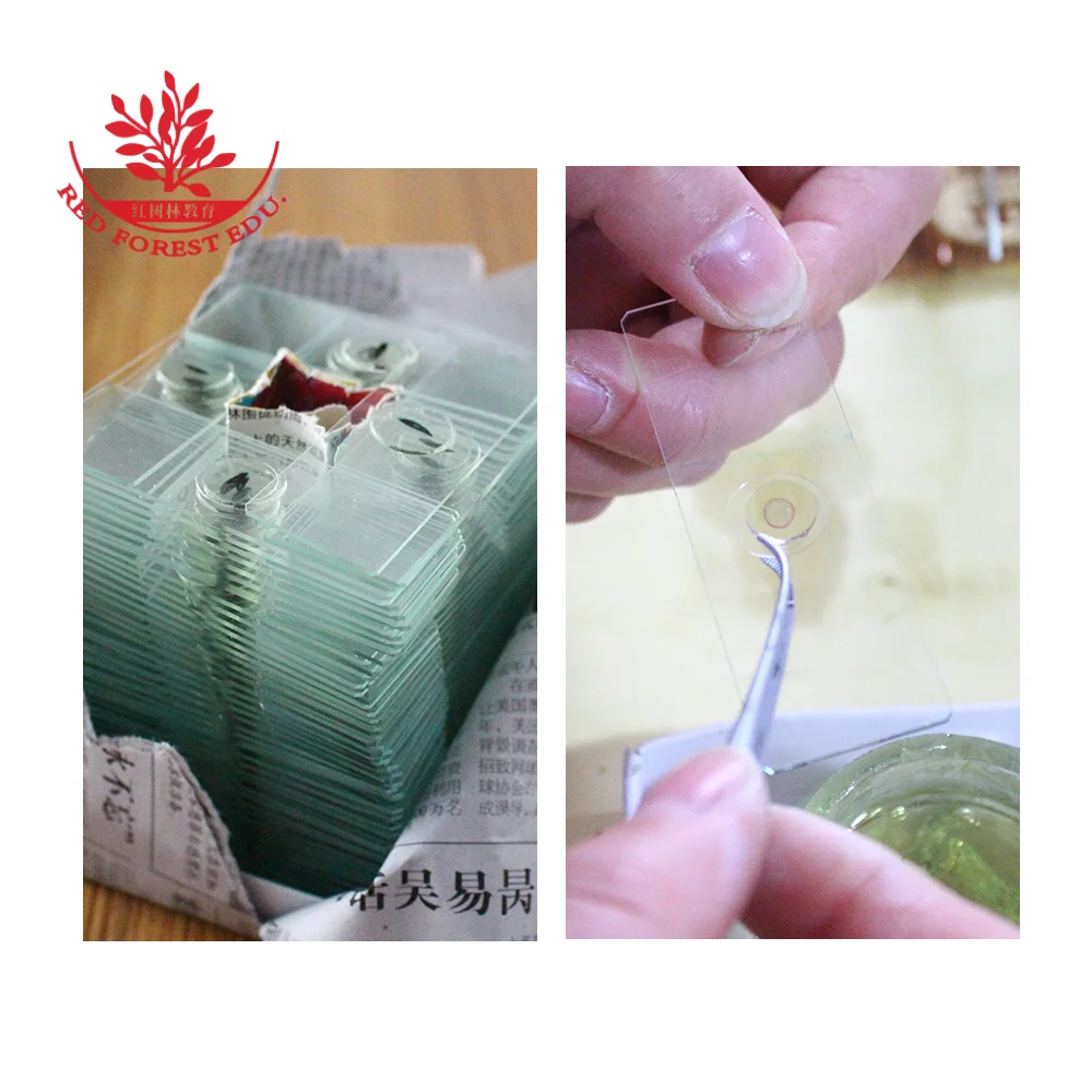 Biological Parasite Slides Plasmodium Vivax Falciparum Slides Teaching ...