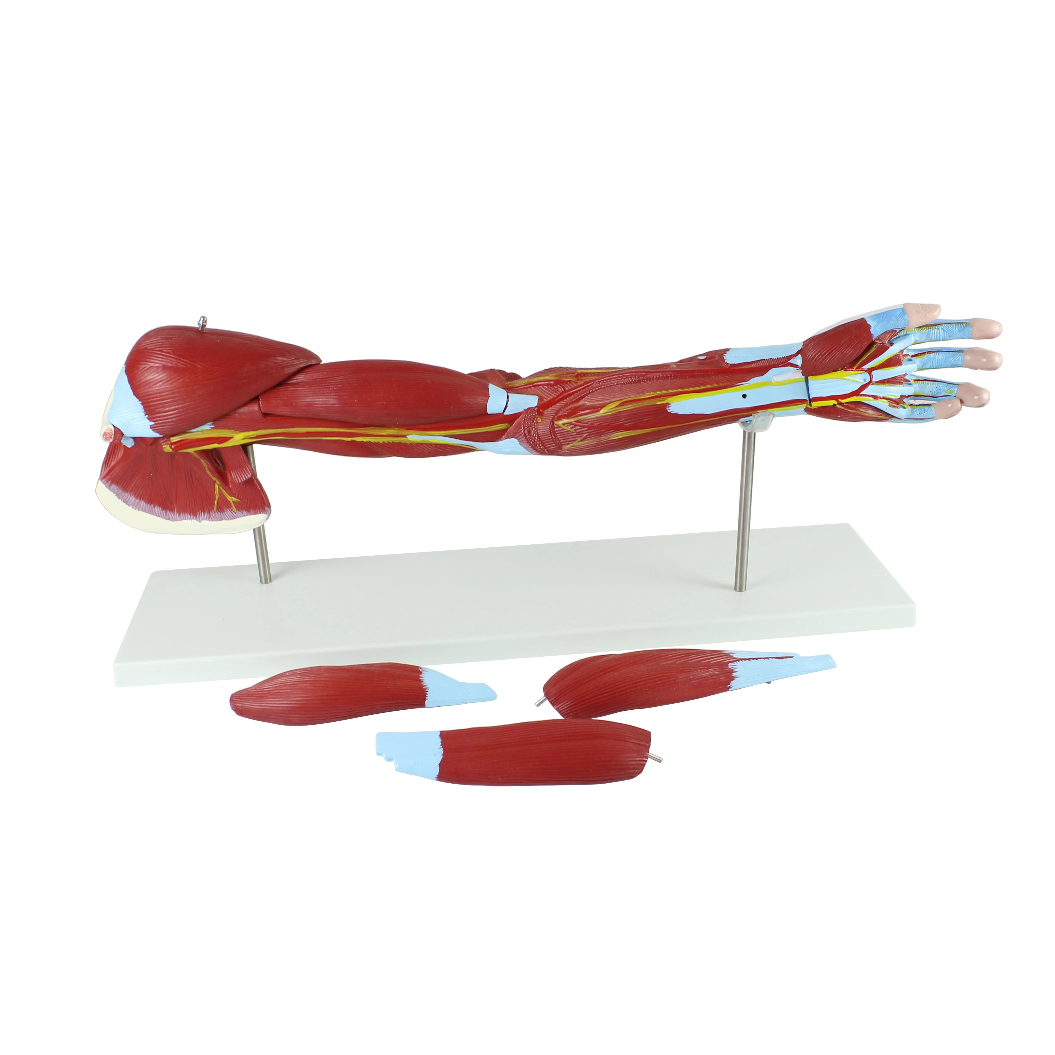 7 parts human anatomical arm muscles model with main vessels and nerves ...